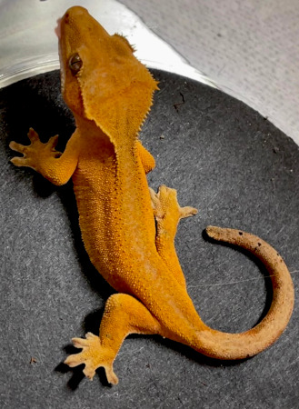 Gecko Ranch | Captive Bred Crested Geckos for Sale | Correlophus ciliatus