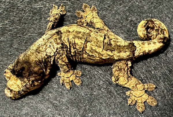 Gecko Ranch | Captive Bred Mossy New Caledonian Geckos for Sale ...