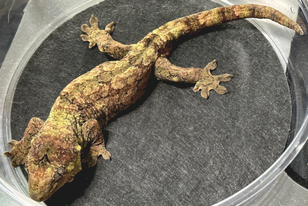Gecko Ranch | Captive Bred Geckos | Repashy Superfoods Specialty Pet ...