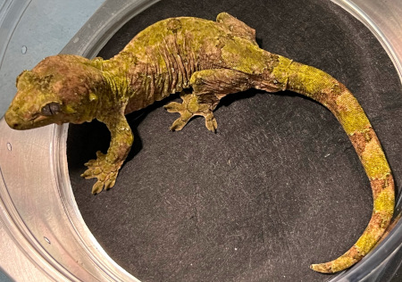Gecko Ranch | Captive Bred Mossy New Caledonian Geckos for Sale ...