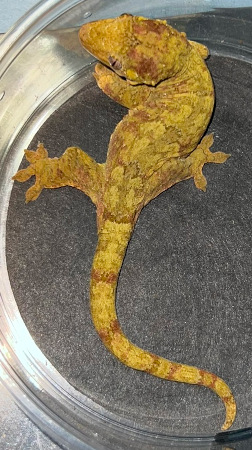 Gecko Ranch | Captive Bred Mossy New Caledonian Geckos for Sale ...