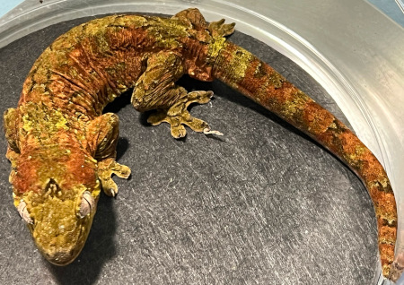 Gecko Ranch | Captive Bred Geckos | Repashy Superfoods Specialty Pet ...