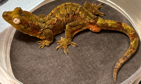 Gecko Ranch | Captive Bred Geckos | Repashy Superfoods Specialty Pet ...