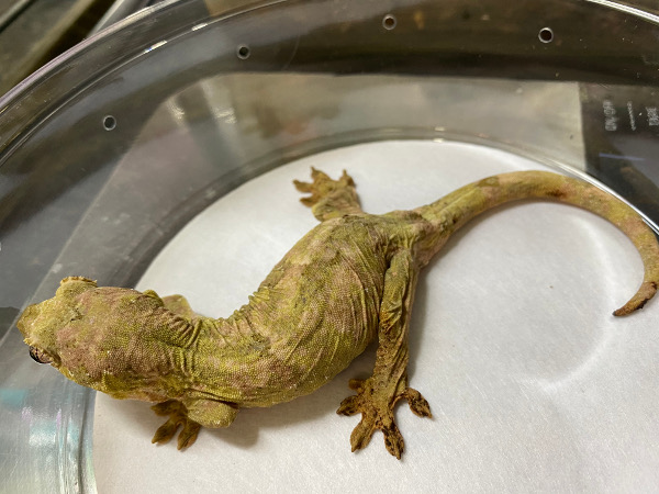 Gecko Ranch | Captive Bred Mossy New Caledonian Geckos for Sale ...