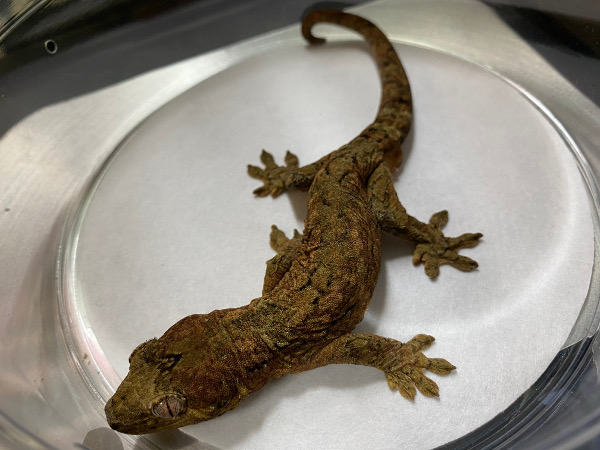 Gecko Ranch | Captive Bred Mossy New Caledonian Geckos for Sale ...