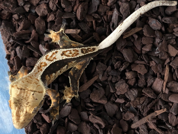 Gecko Ranch | Captive Bred Crested Geckos for Sale | Correlophus ciliatus