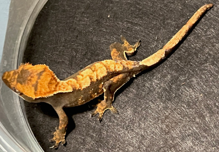 Gecko Ranch | Captive Bred Crested Geckos for Sale | Correlophus ciliatus