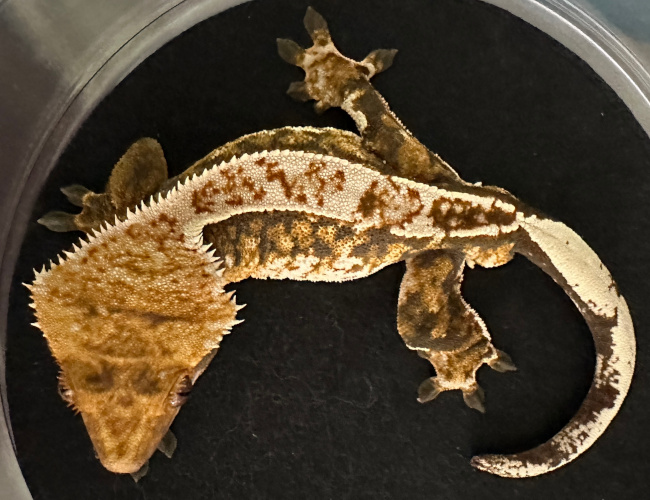 Gecko Ranch | Captive Bred Crested Geckos for Sale | Correlophus ciliatus