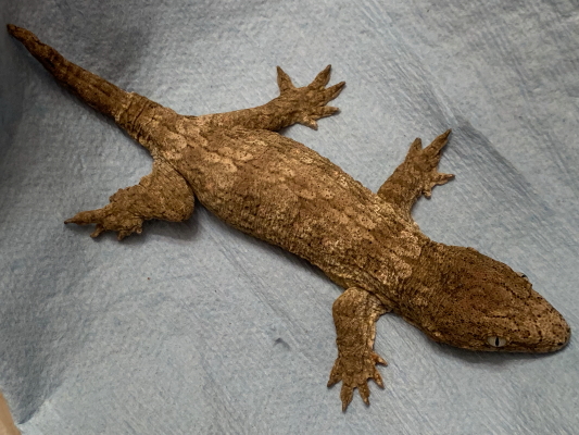 Gecko Ranch | New Caledonian Giant Geckos for Sale | Rhacodactylus ...
