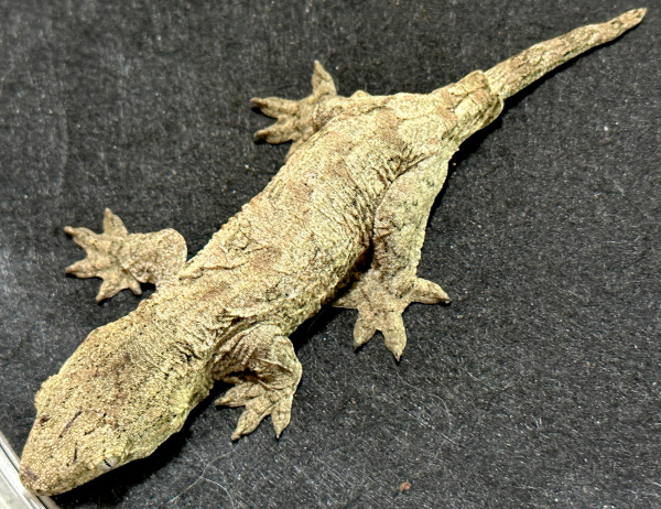 Gecko Ranch | New Caledonian Giant Geckos for Sale | Rhacodactylus ...