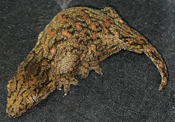 Gecko Ranch | New Caledonian Giant Geckos for Sale | Rhacodactylus ...