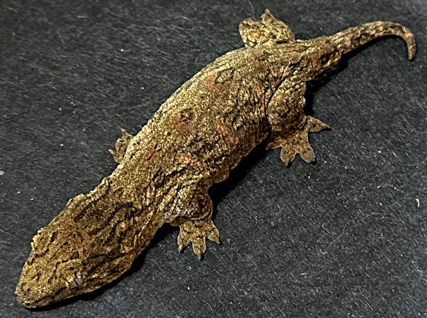 Gecko Ranch | New Caledonian Giant Geckos for Sale | Rhacodactylus ...