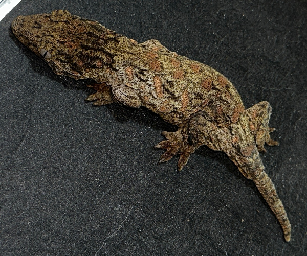 Gecko Ranch | New Caledonian Giant Geckos for Sale | Rhacodactylus ...