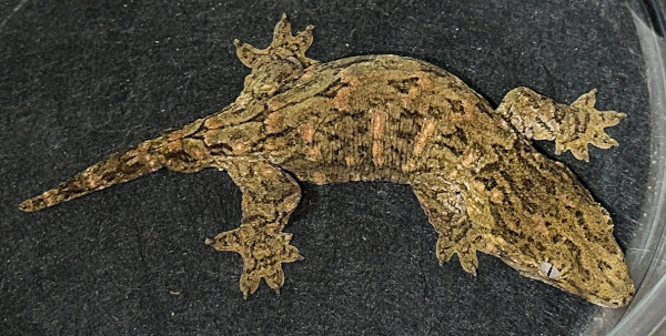 Gecko Ranch | New Caledonian Giant Geckos for Sale | Rhacodactylus ...