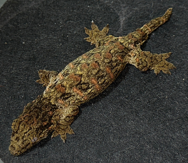 Gecko Ranch | New Caledonian Giant Geckos for Sale | Rhacodactylus ...