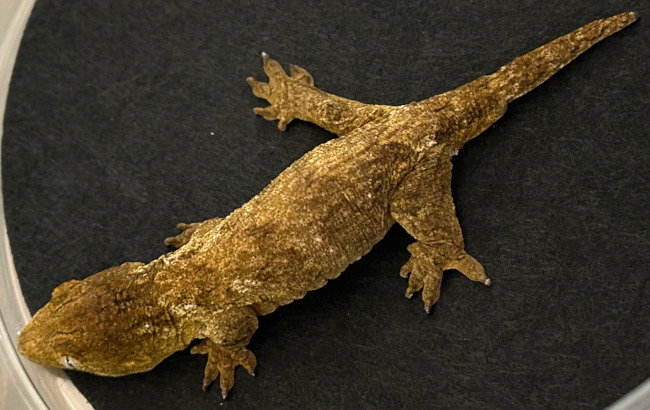 Gecko Ranch | New Caledonian Giant Geckos for Sale | Rhacodactylus ...