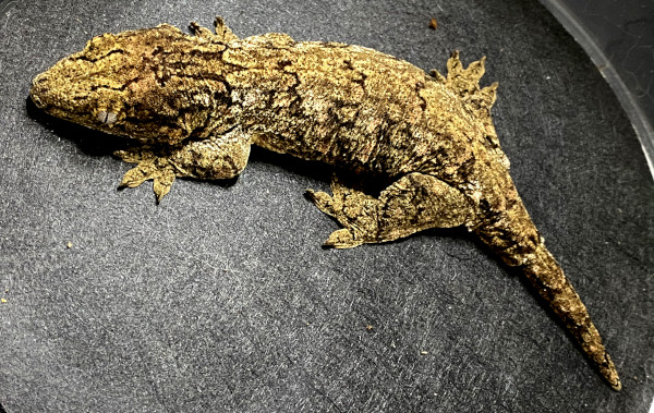 Gecko Ranch | New Caledonian Giant Geckos for Sale | Rhacodactylus ...