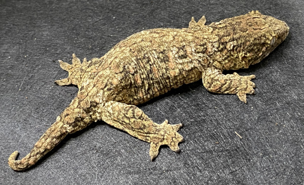 Gecko Ranch | New Caledonian Giant Geckos for Sale | Rhacodactylus ...