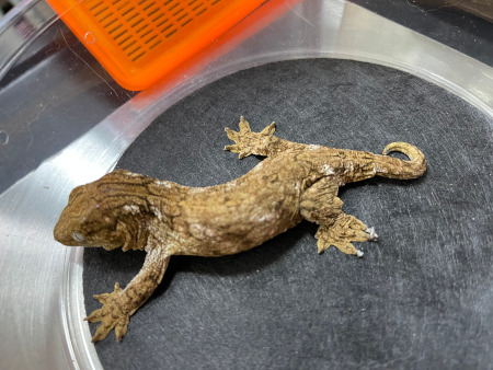 Gecko Ranch | New Caledonian Giant Geckos for Sale | Rhacodactylus ...