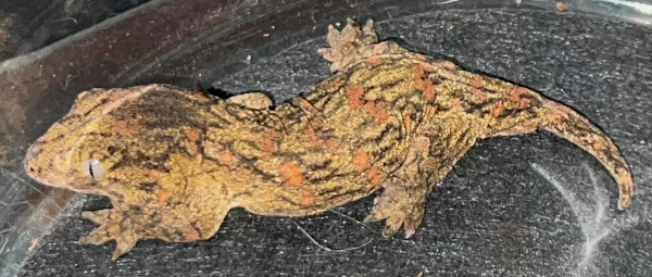 Gecko Ranch | New Caledonian Giant Geckos for Sale | Rhacodactylus ...