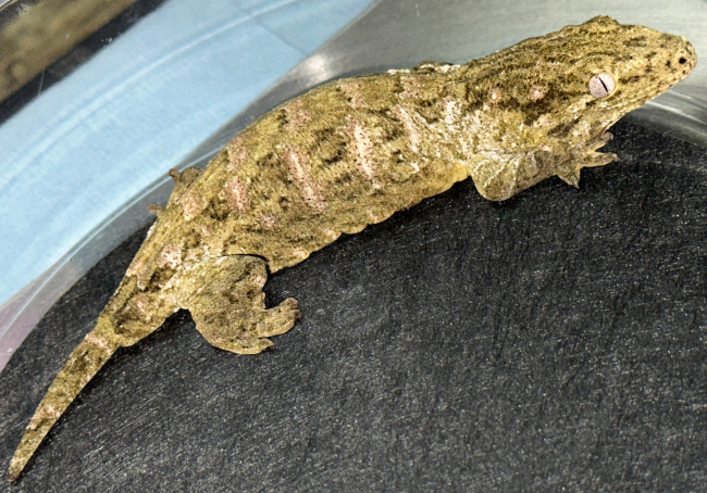 Gecko Ranch | New Caledonian Giant Geckos for Sale | Rhacodactylus ...