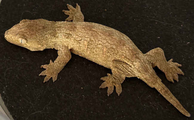 Gecko Ranch | New Caledonian Giant Geckos for Sale | Rhacodactylus ...