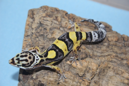 Gecko Ranch | Captive Bred Leopard Geckos for Sale | Eublepharis macularius