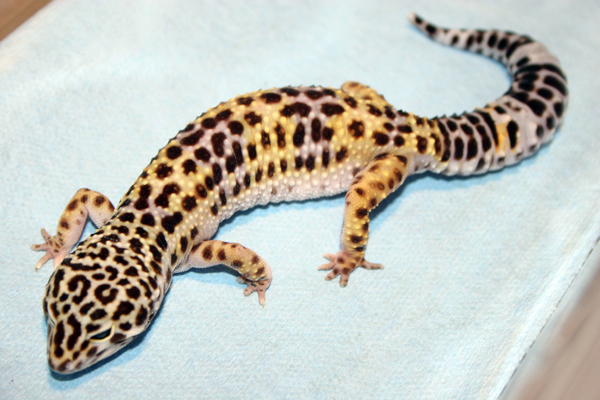 Gecko Ranch | Captive Bred Leopard Geckos for Sale | Eublepharis macularius