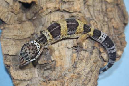 Gecko Ranch | Captive Bred Leopard Geckos for Sale | Eublepharis macularius
