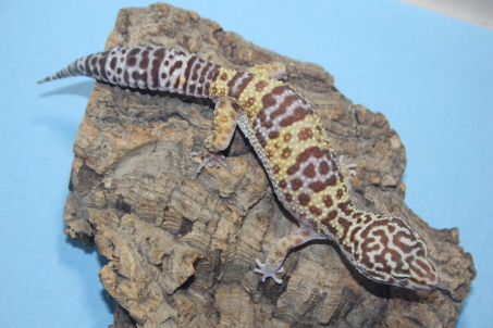 Gecko Ranch | Captive Bred Leopard Geckos for Sale | Eublepharis macularius