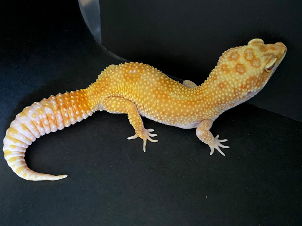 Gecko Ranch | Captive Bred Geckos | Repashy Superfoods Specialty Pet ...