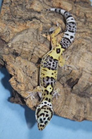 Gecko Ranch | Captive Bred Leopard Geckos for Sale | Eublepharis macularius
