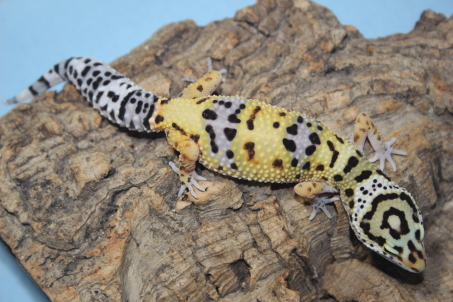 Gecko Ranch | Captive Bred Leopard Geckos for Sale | Eublepharis macularius