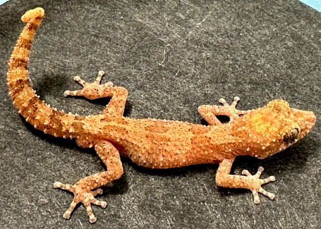 Gecko Ranch | Captive Bred Micro Geckos for Sale | Viper Geckos Vazimba ...