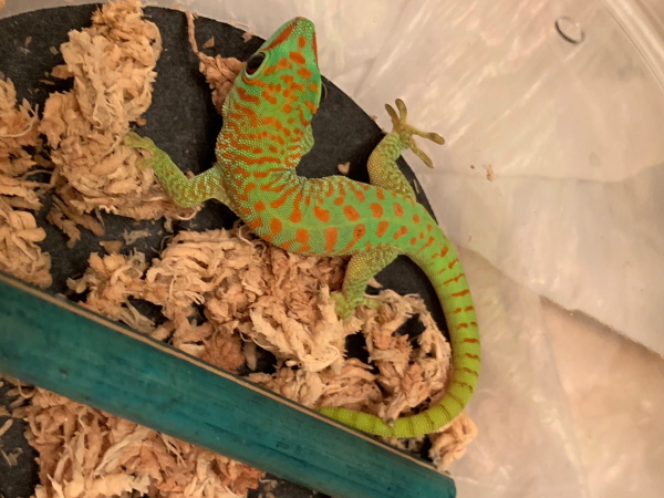 Gecko Ranch | Captive Bred Phelsuma Day Geckos for Sale | Day Geckos ...